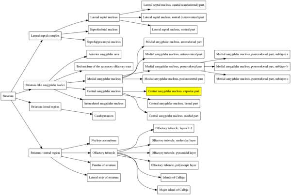 Visualizing different levels of the brain atlas structure hierarchy ...